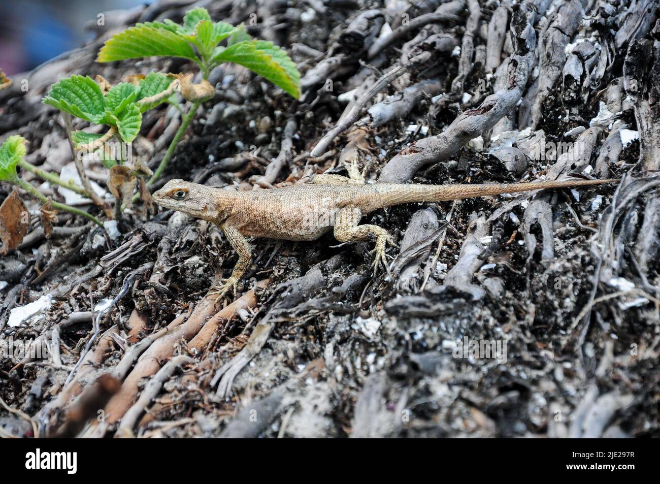 Close up punta norte hi-res stock photography and images - Alamy