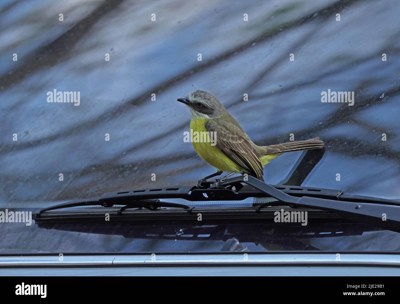 Grey-capped Flycatcher (Myiozetetes granadensis granadensis) adult ...