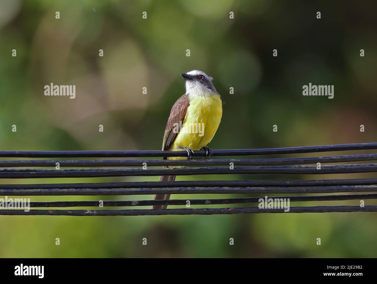 Grey-capped Flycatcher (Myiozetetes granadensis granadensis) adult ...