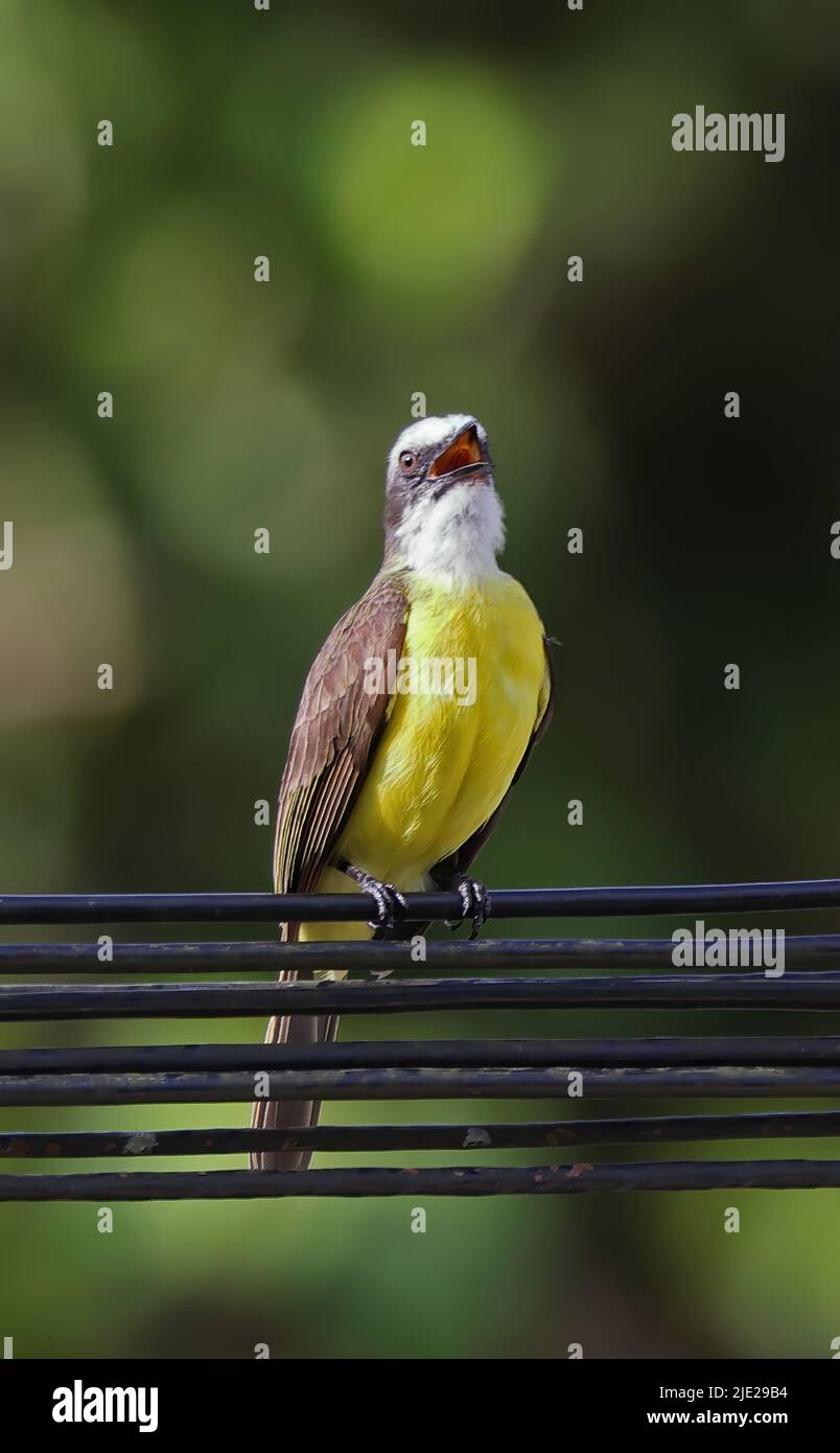 Grey-capped Flycatcher (Myiozetetes granadensis granadensis) adult ...