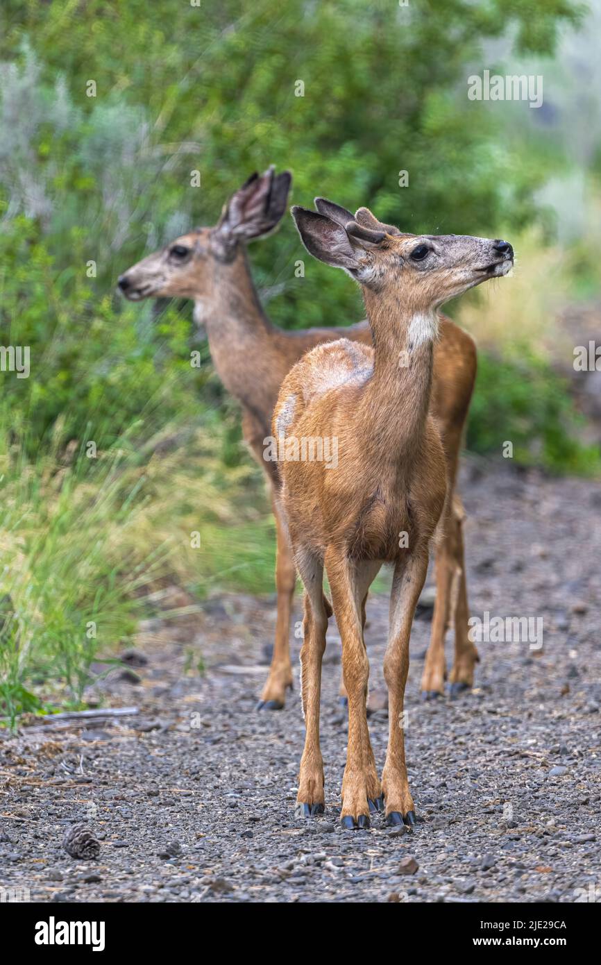 Leisurely browsing hi-res stock photography and images - Alamy