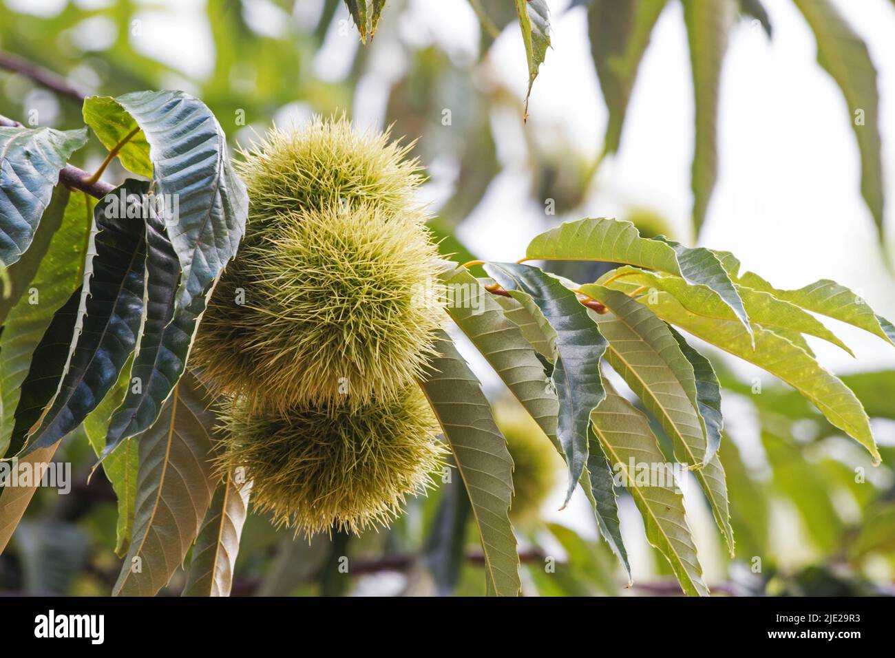 Sweet chestnut tree with fruit on white background Stock Photo - Alamy