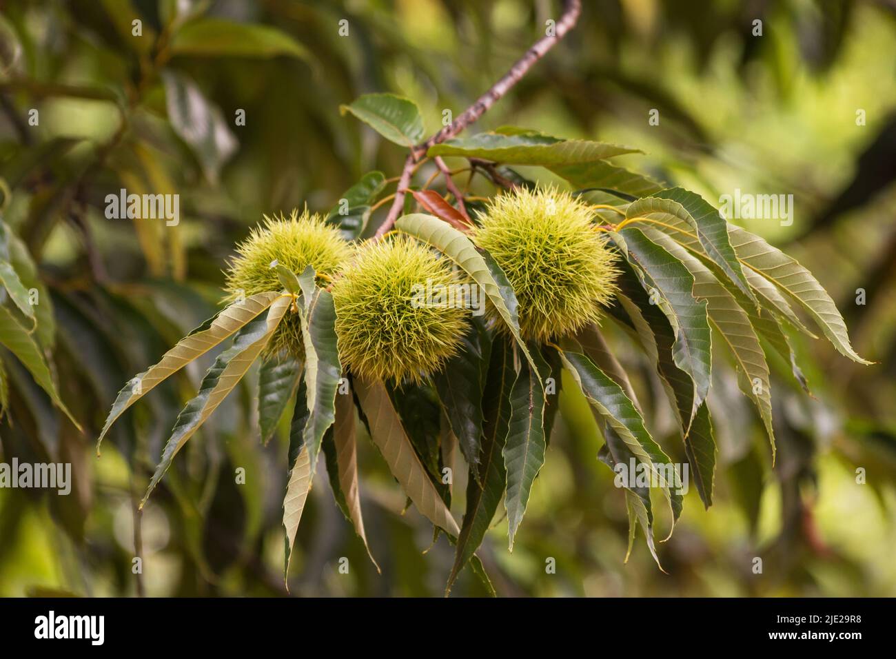 Sweet chestnut tree with fruit on white background Stock Photo - Alamy