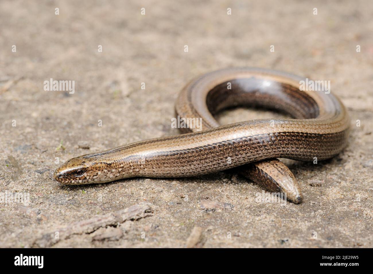 Rare animal, legless shiny harmless lizard slow worm on the ground ...
