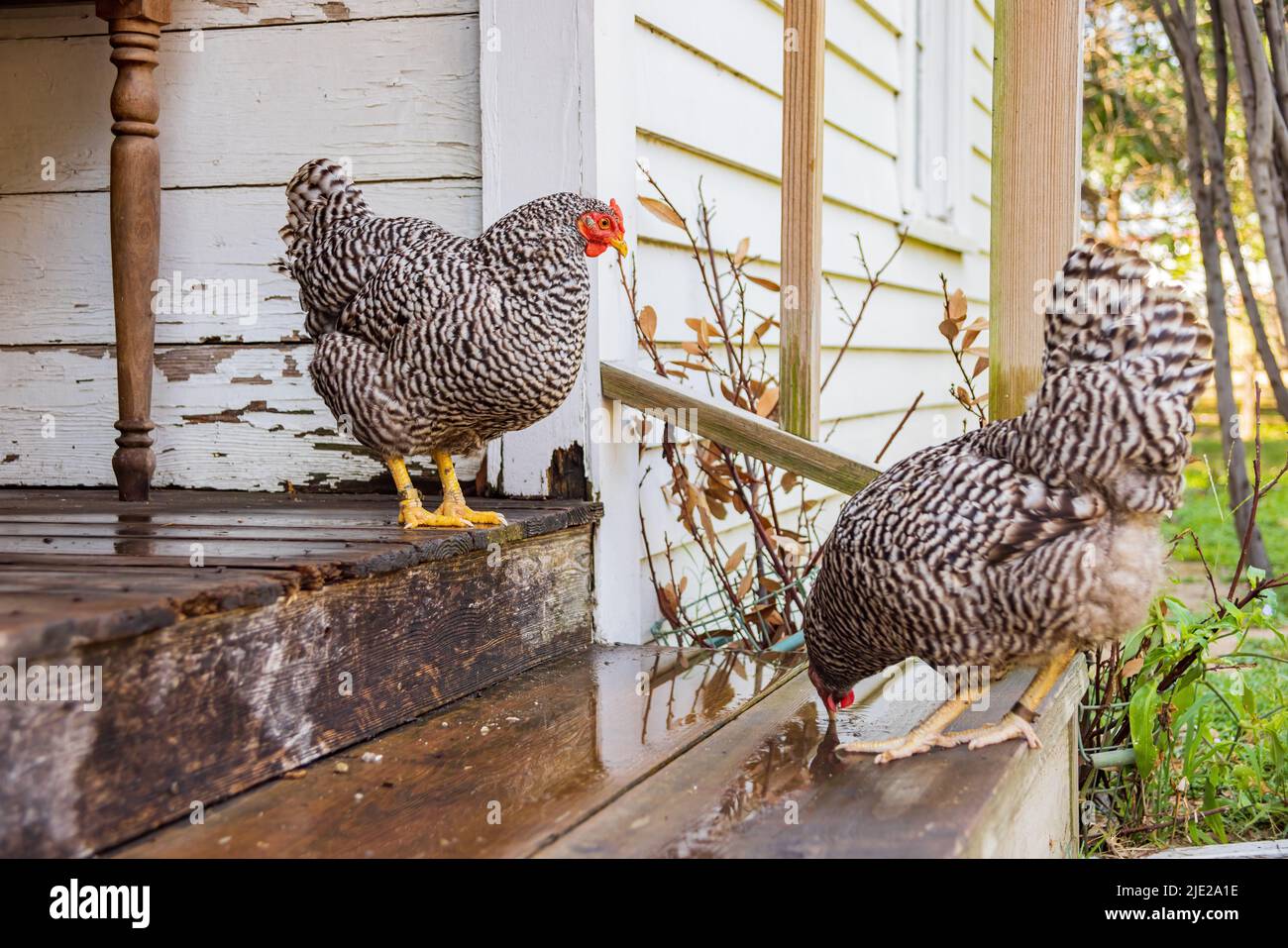 Plymouth rock chicken hi-res stock photography and images - Alamy