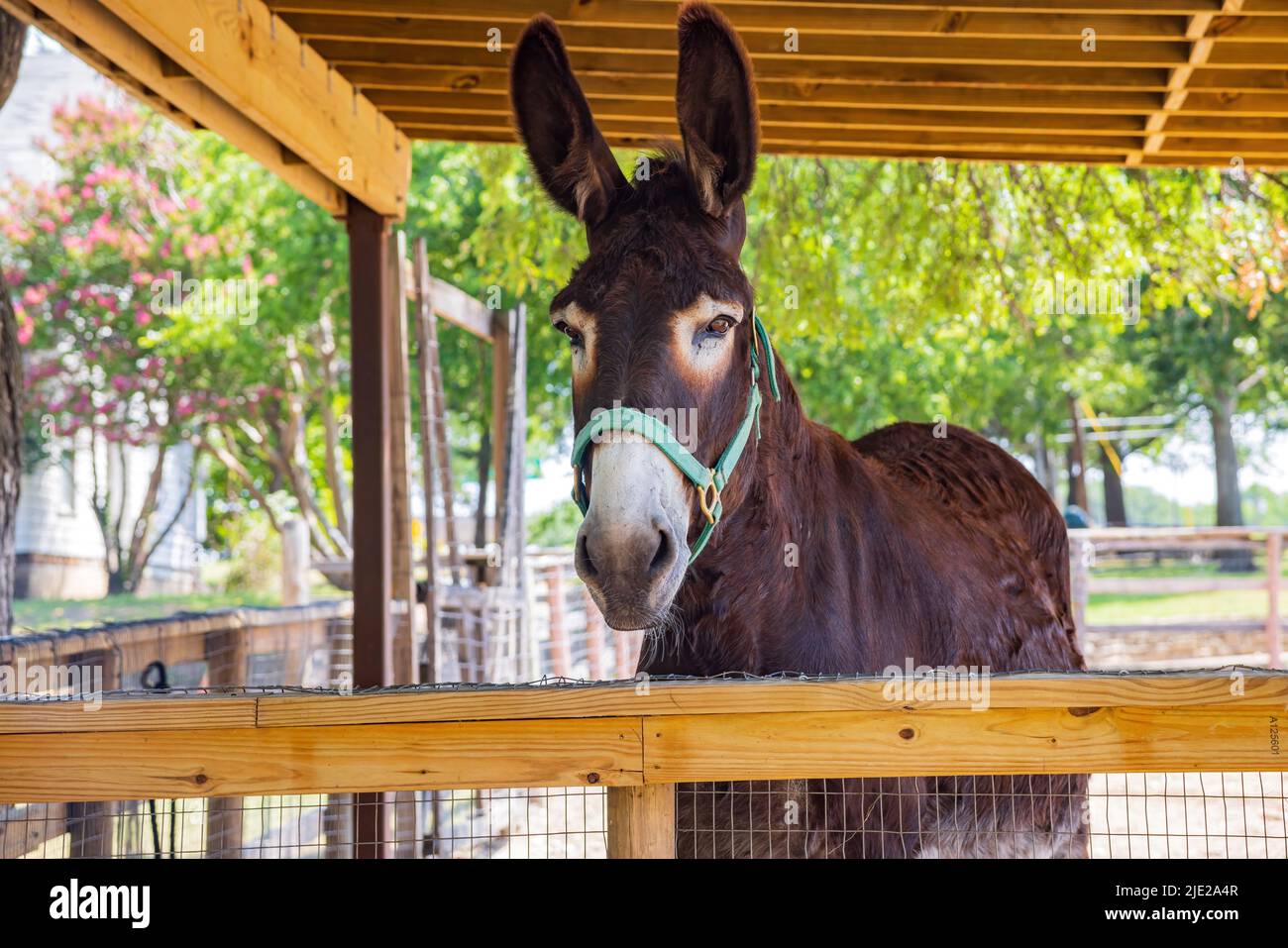 Texas donkey hi-res stock photography and images - Alamy