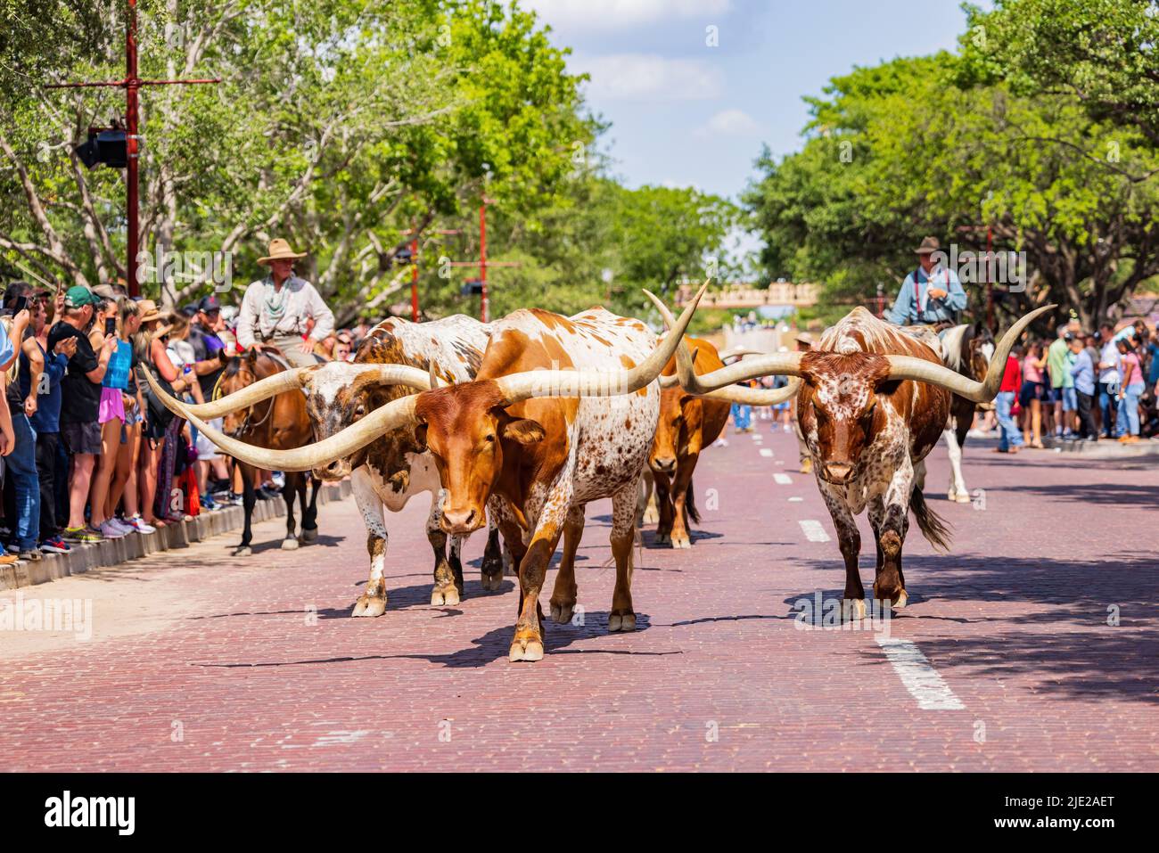 Texas, JUN 18 2022 - Sunny view of the cattle drive show Stock Photo ...