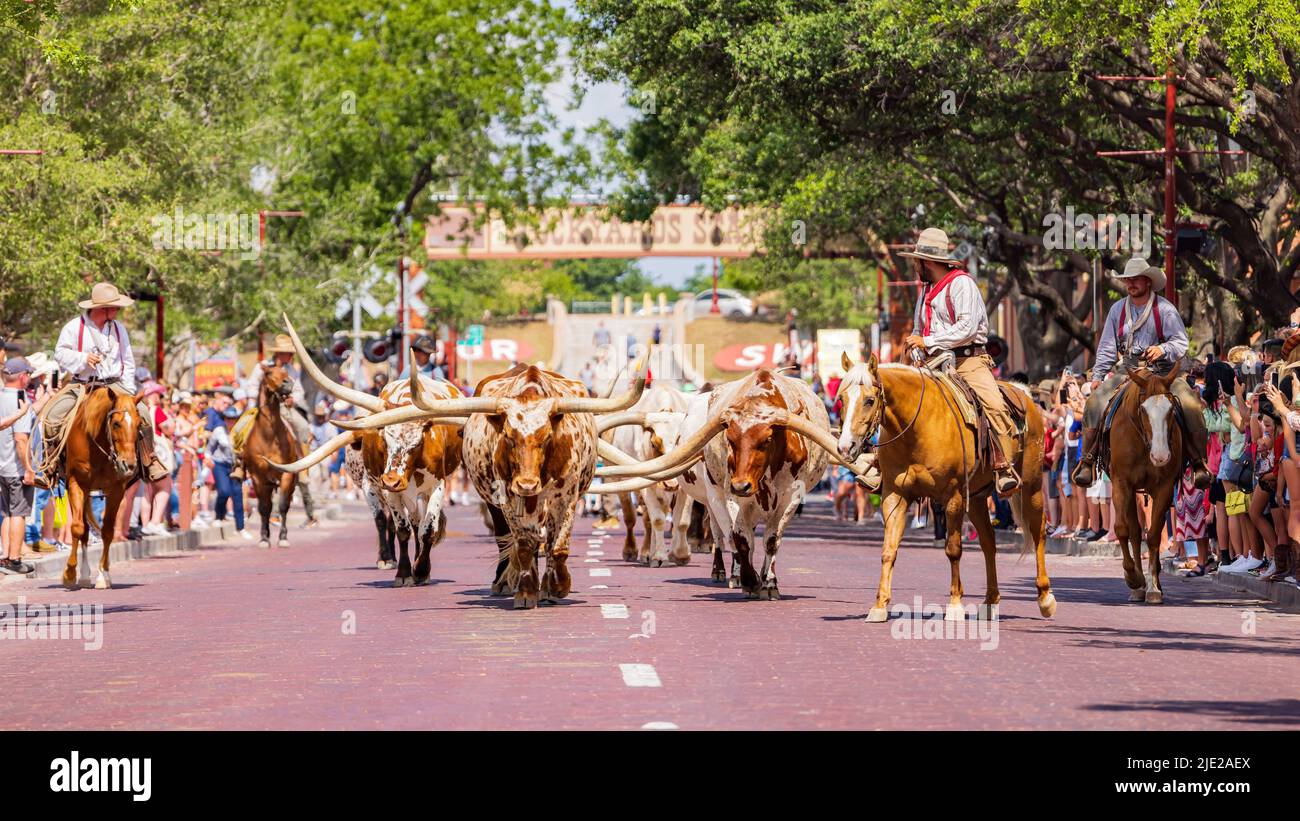 Texas, JUN 18 2022 - Sunny view of the cattle drive show Stock Photo ...