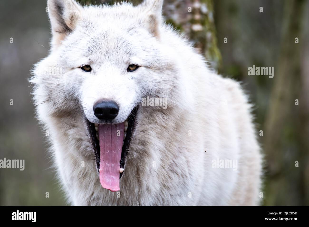White wolve pack hi-res stock photography and images - Alamy
