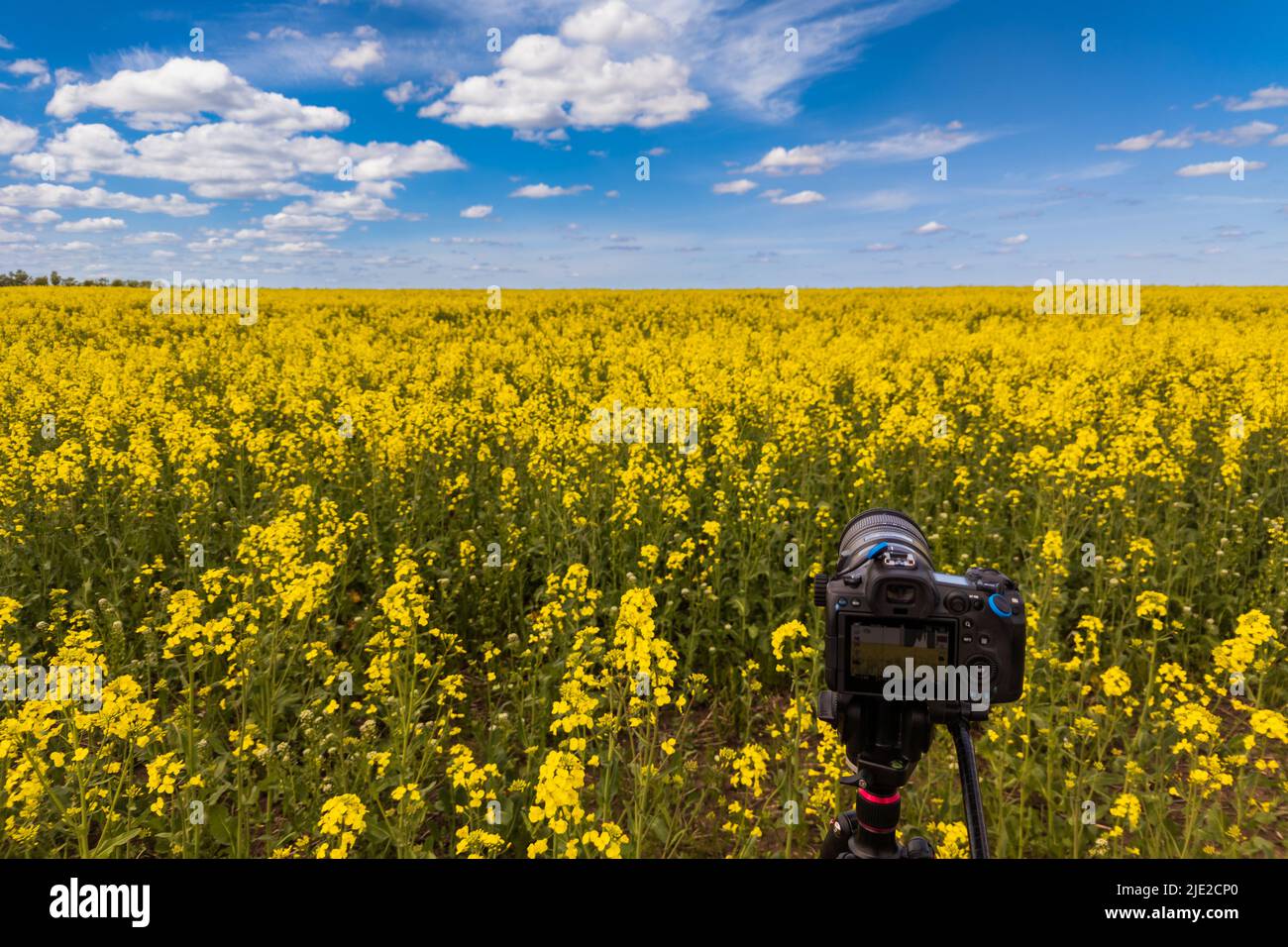 modern professional mirrorless camera on tripod shooting yellow field ...