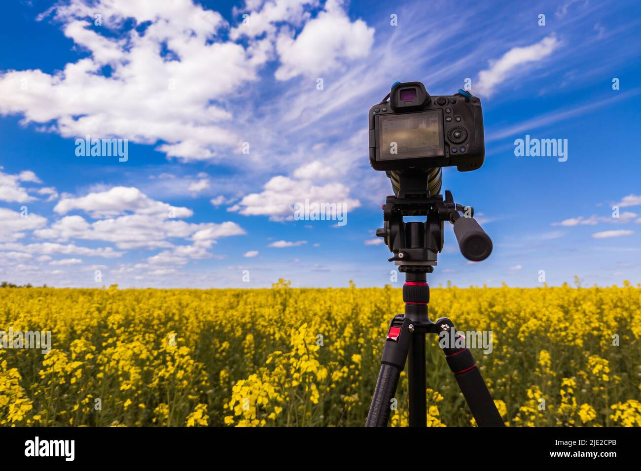 modern professional mirrorless camera on tripod shooting yellow field ...