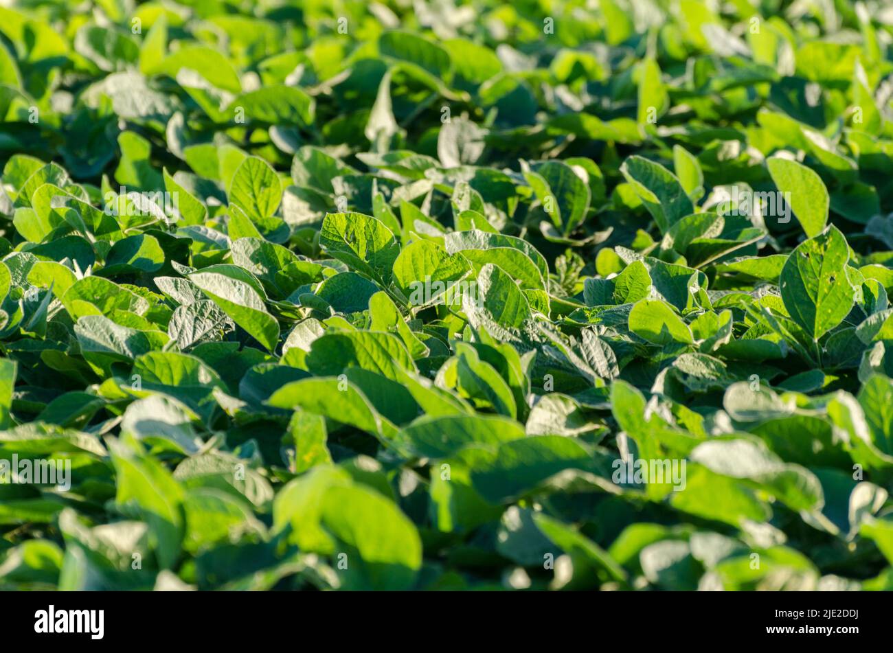 Details of a soy crop field Stock Photo - Alamy