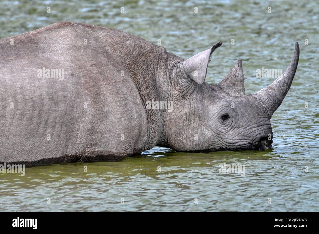 Rhino in water hi-res stock photography and images - Alamy