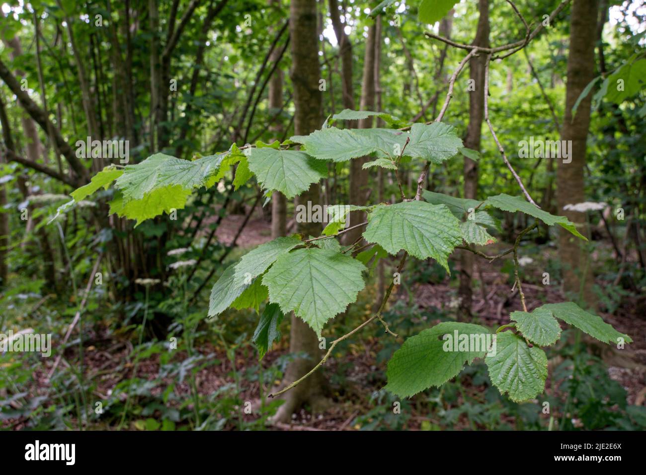 Hazel bush growing in woodland coppice in Dorset England UK Stock Photo ...