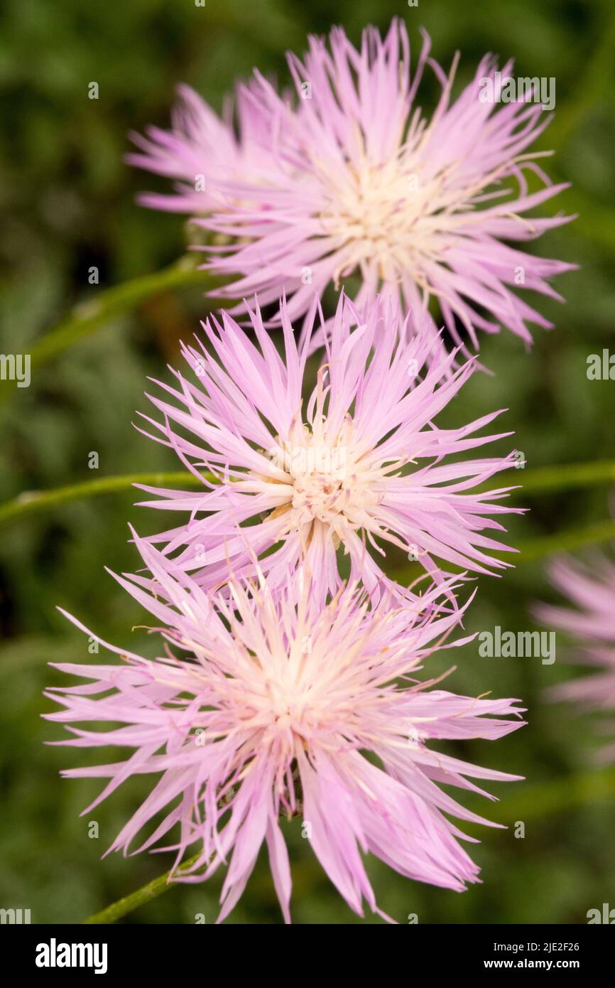 Cornflower, Centaurea simplicicaulis, Pink, Centaurea, Flowers Stock ...