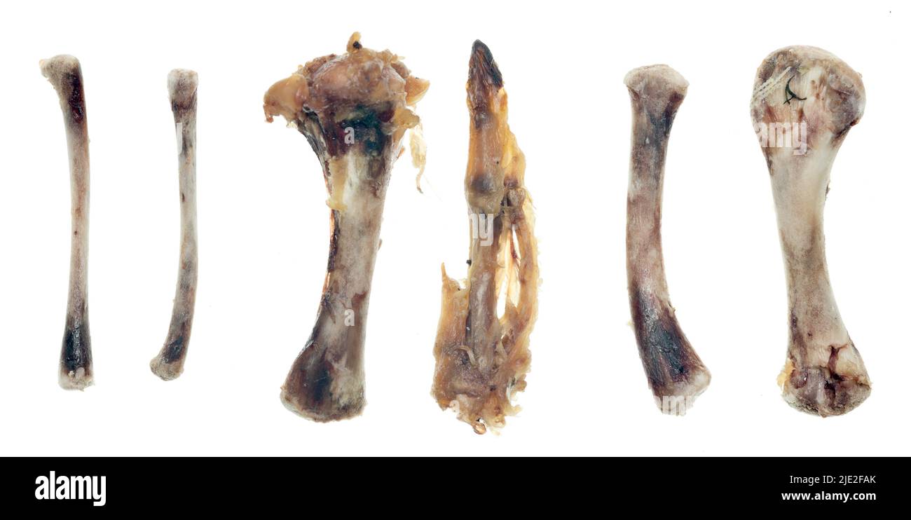 Chicken bones isolated on white background Stock Photo - Alamy