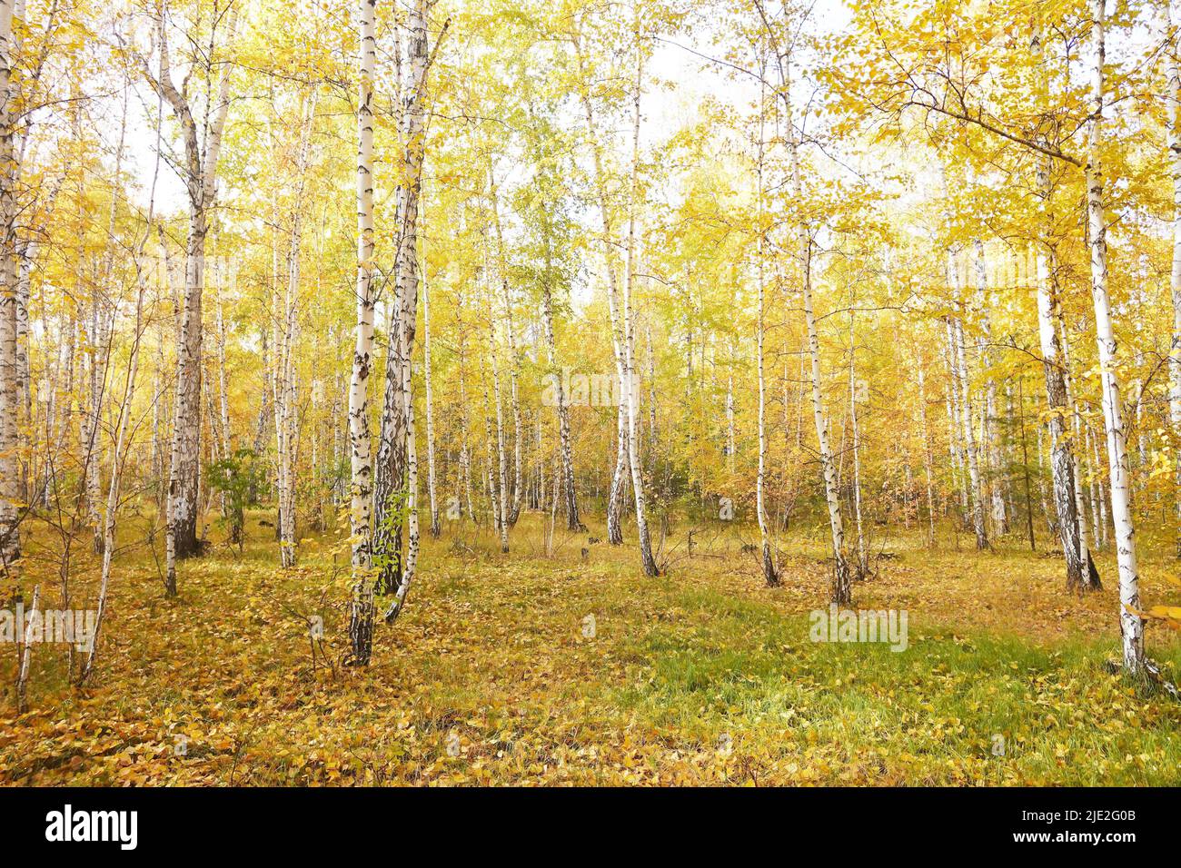 Autumn birch forest Stock Photo - Alamy
