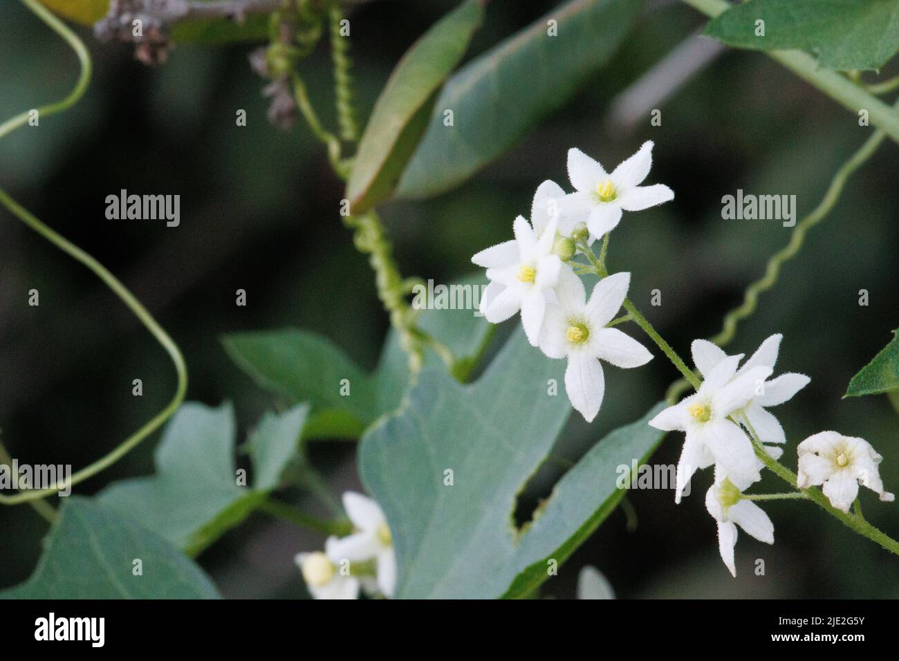 White flowering racemose panicle inflorescence of Marah Macrocarpa ...