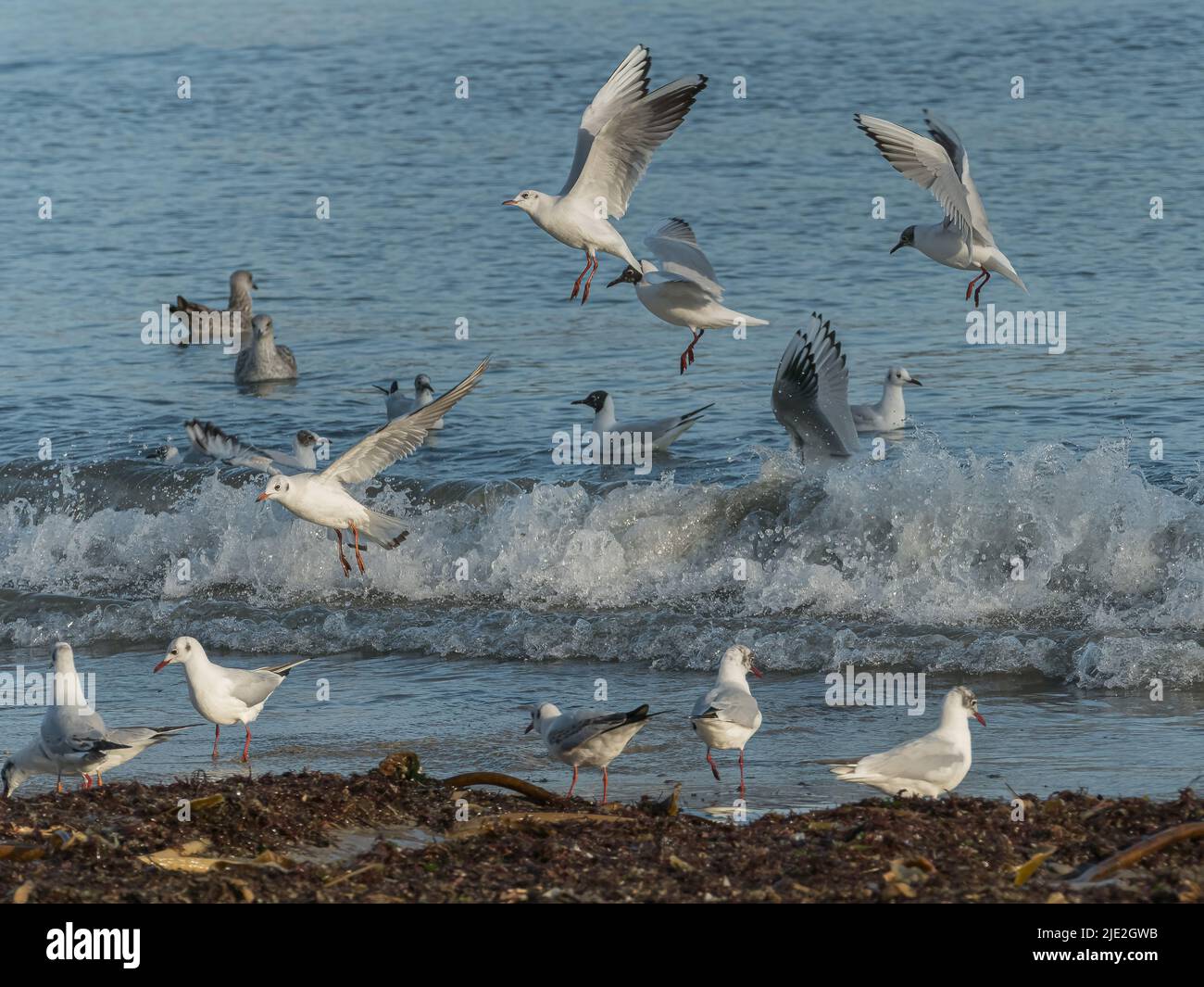 group of black-headed gulls on the sea shore at the beach in spring in ...