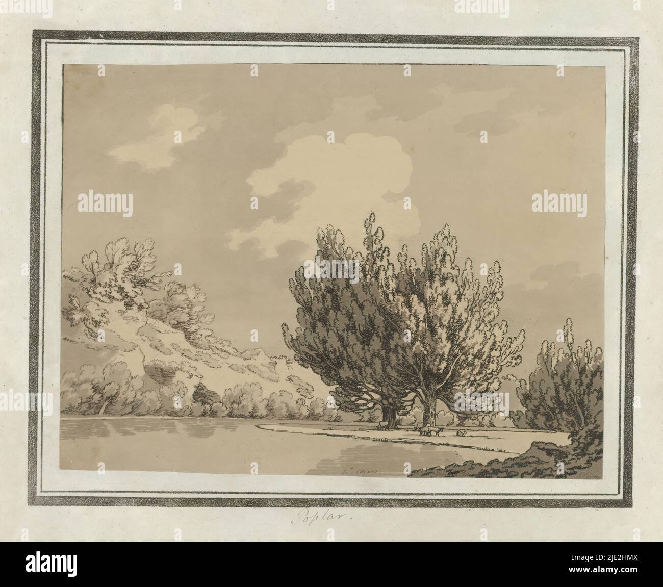 Poplar, Print from album in cassette with fourteen studies in varnish ...