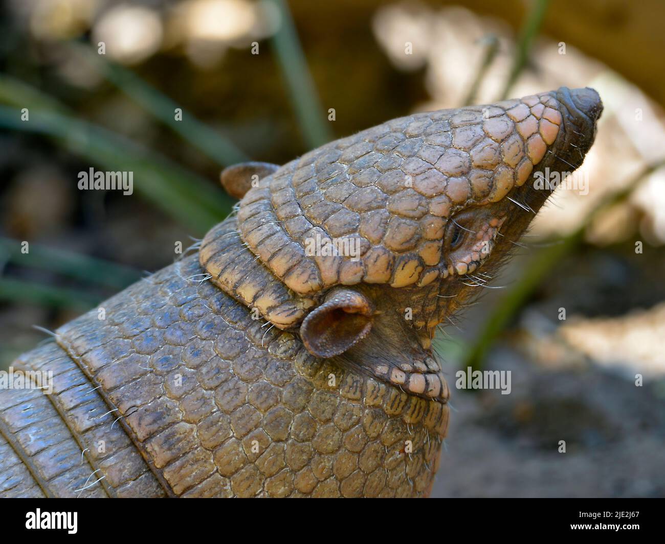 Euphractus sexcinctus hi-res stock photography and images - Alamy