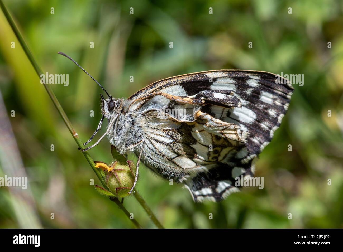 Butterfly with deformed wing. Marbled white butterfly (Melanargia ...