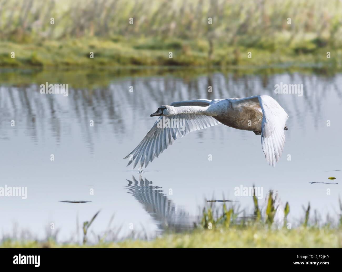 Touch water surface hi-res stock photography and images - Alamy