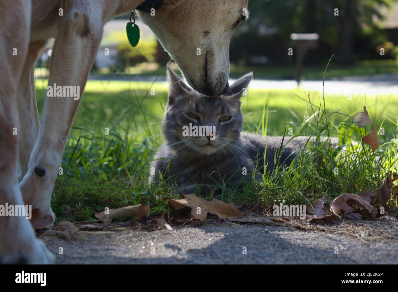 Domestic dog and cat grass hi-res stock photography and images - Alamy