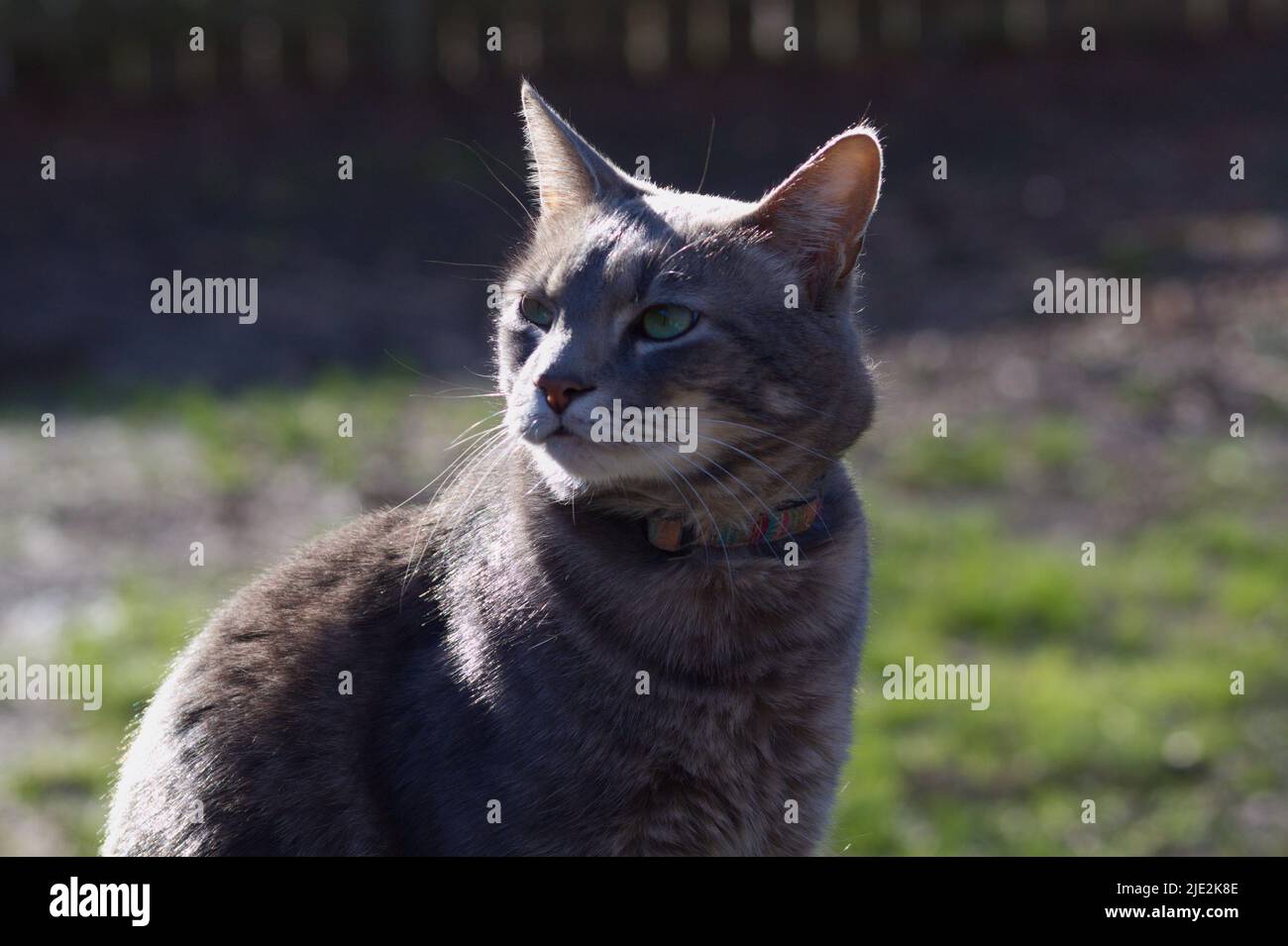 Gray Tabby outside looking at something Stock Photo - Alamy