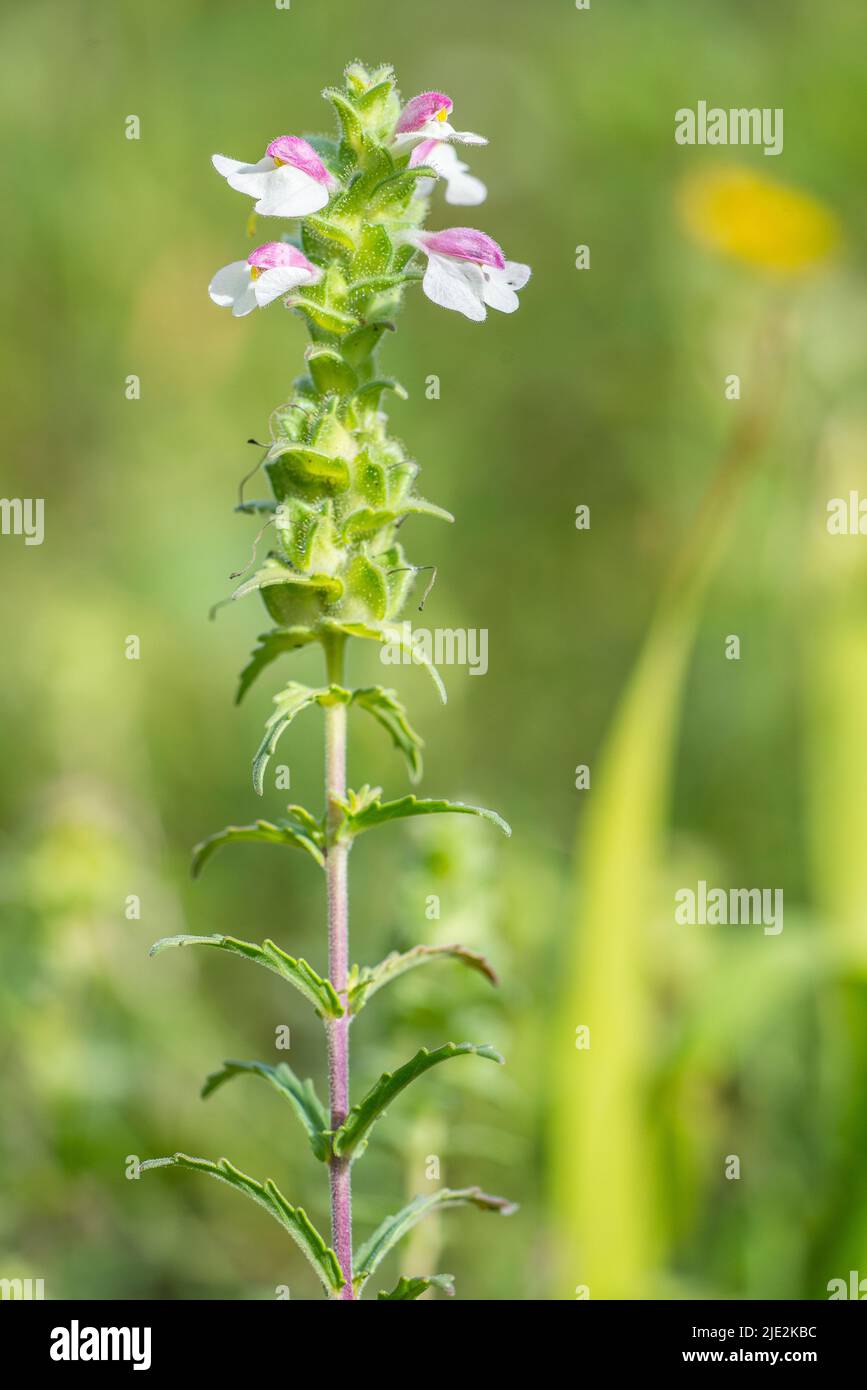 Mediterranean lineseed, Bartsia trixago, a Scrophulariaceae, a family ...