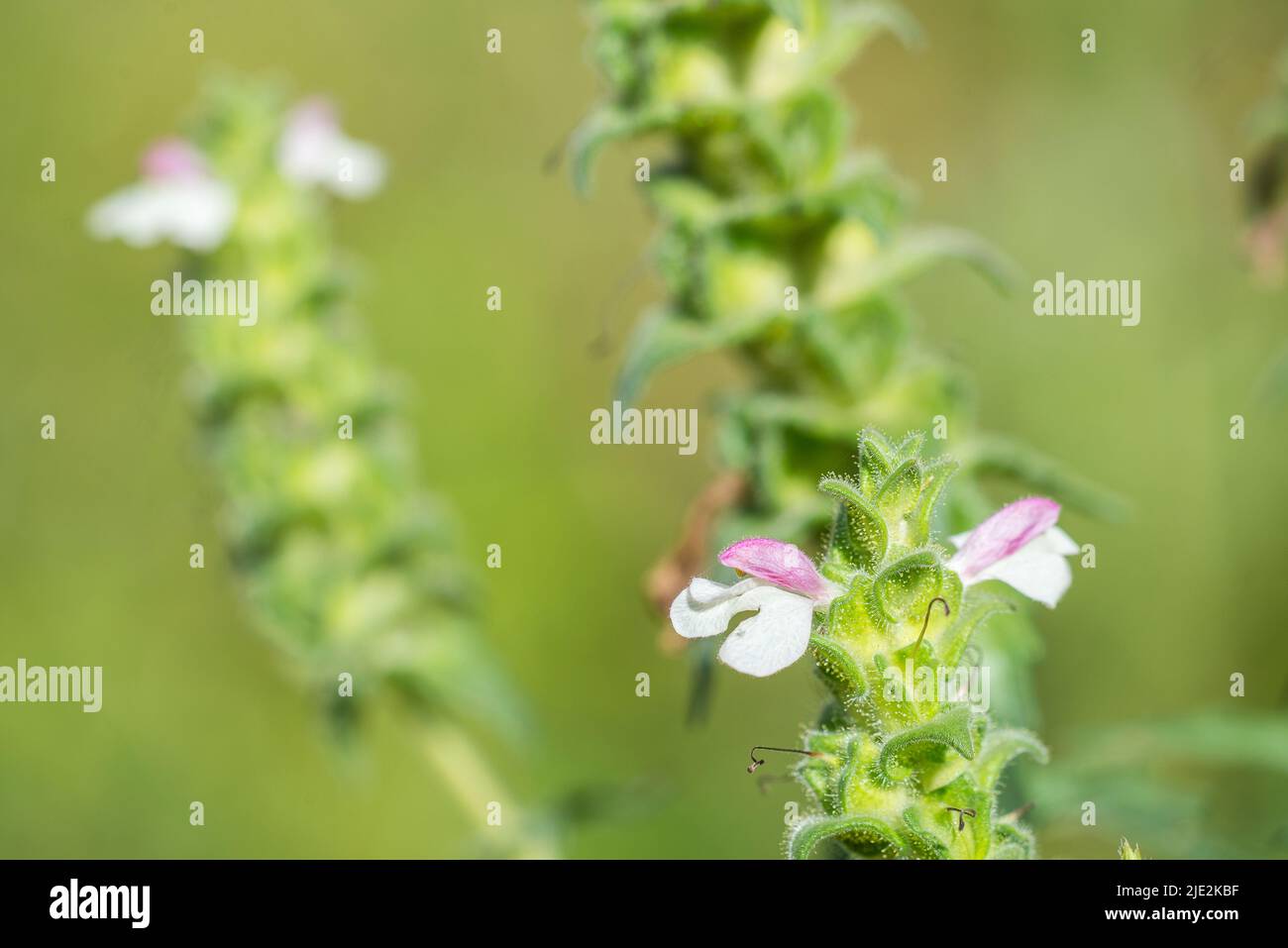 Mediterranean lineseed, Bartsia trixago, a Scrophulariaceae, a family ...