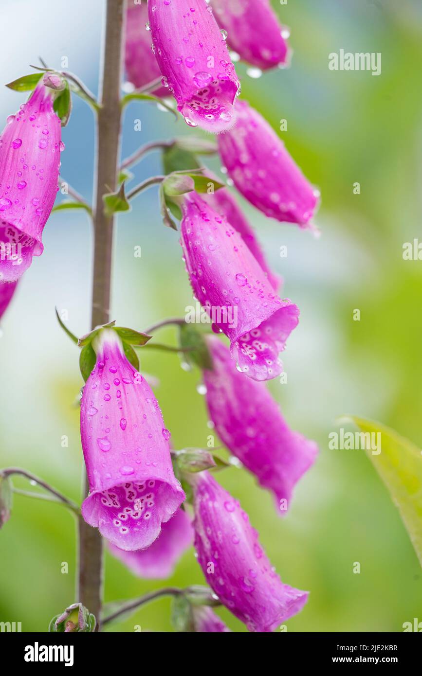 Digitalis purpurea, the foxglove or common foxglove, is a poisonous ...