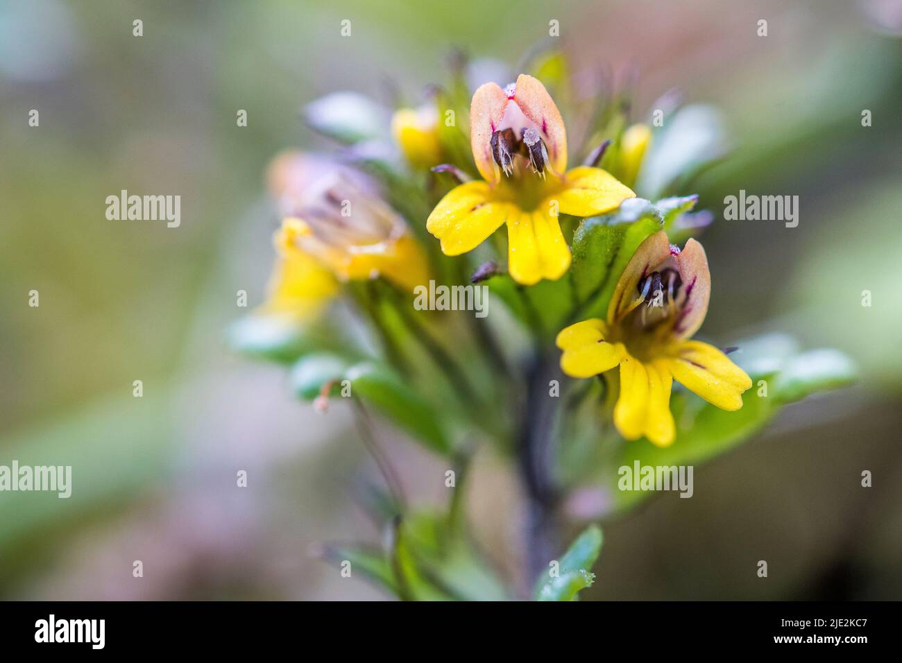 Dwarf eyebright, Euphrasia minima, is a plant from the genus Euphrasia ...
