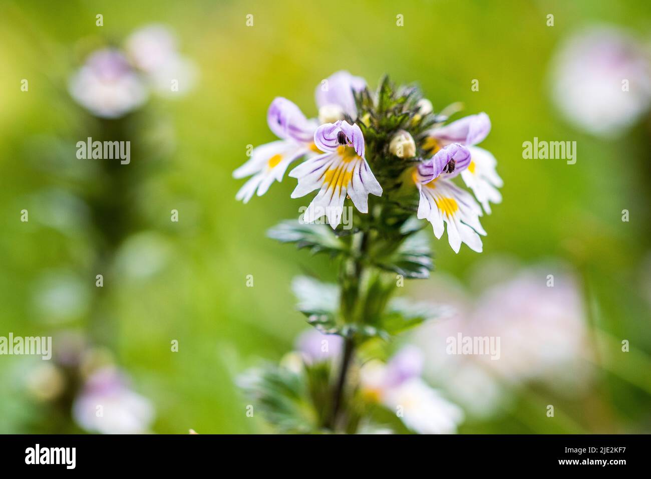 Euphrasia rostkoviana (synonym Euphrasia officinalis), also known as ...