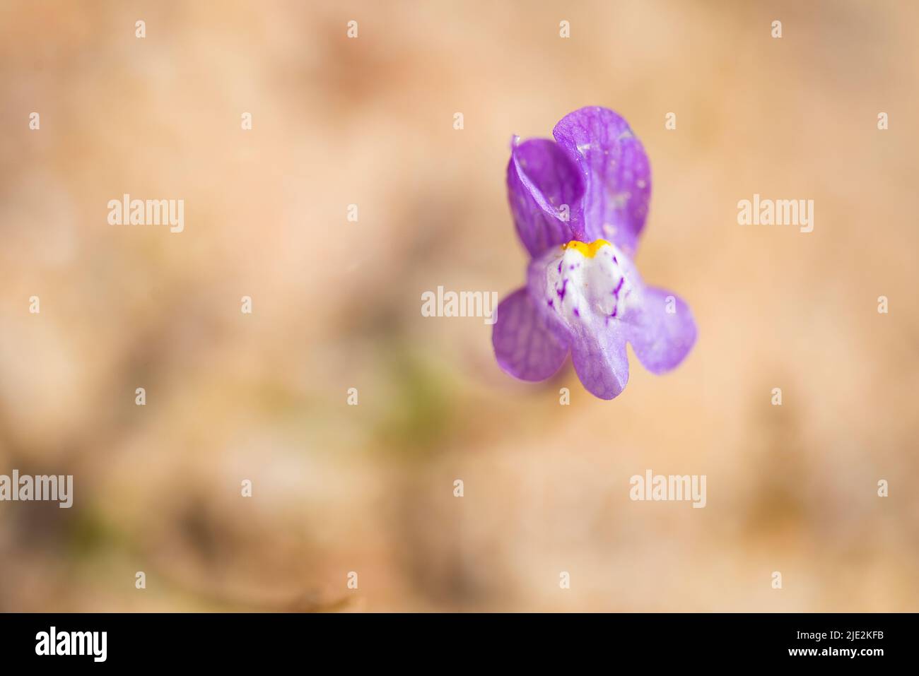 Toadflax linaria algarviana hi-res stock photography and images - Alamy