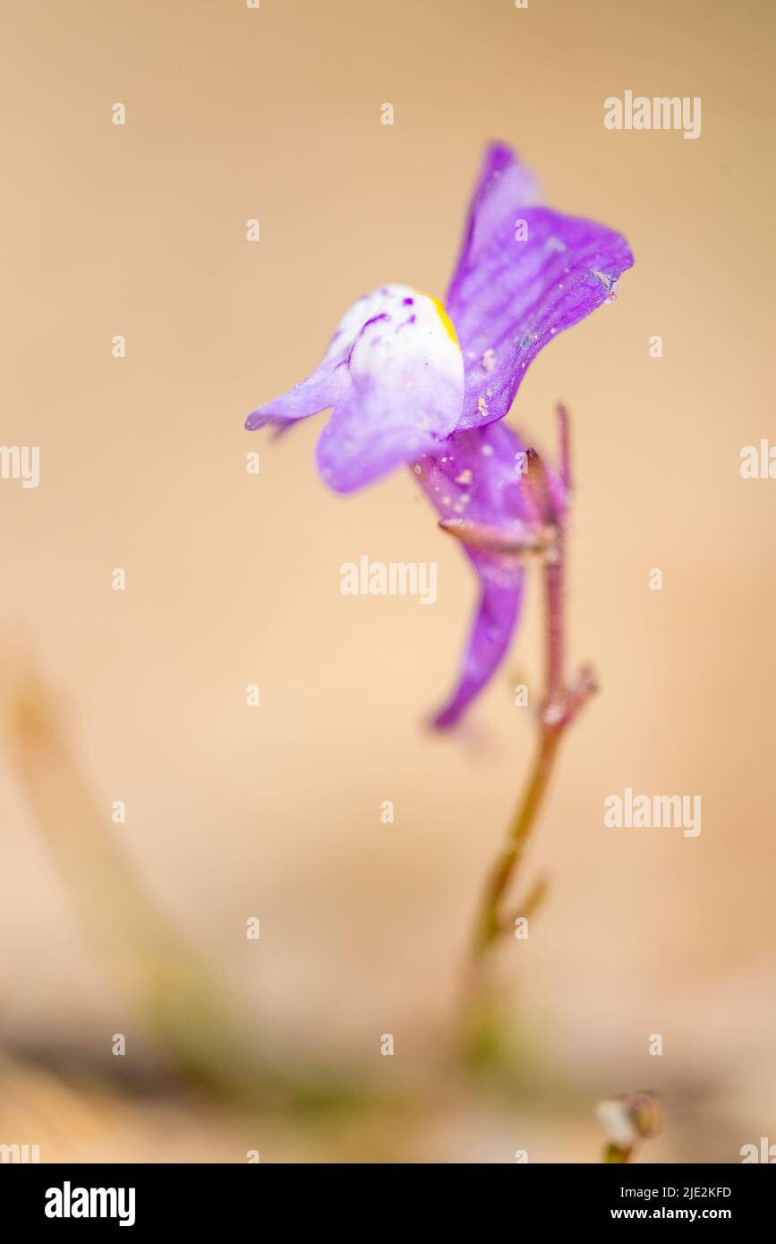 Toadflax linaria algarviana hi-res stock photography and images - Alamy