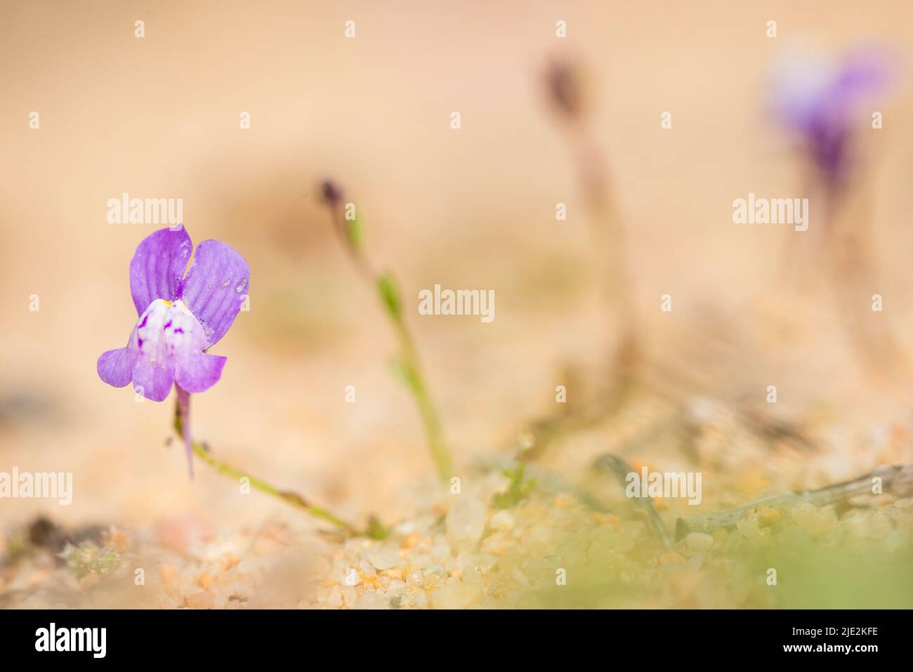 Linaria algarviana is a species of toadflax in the plantain family ...