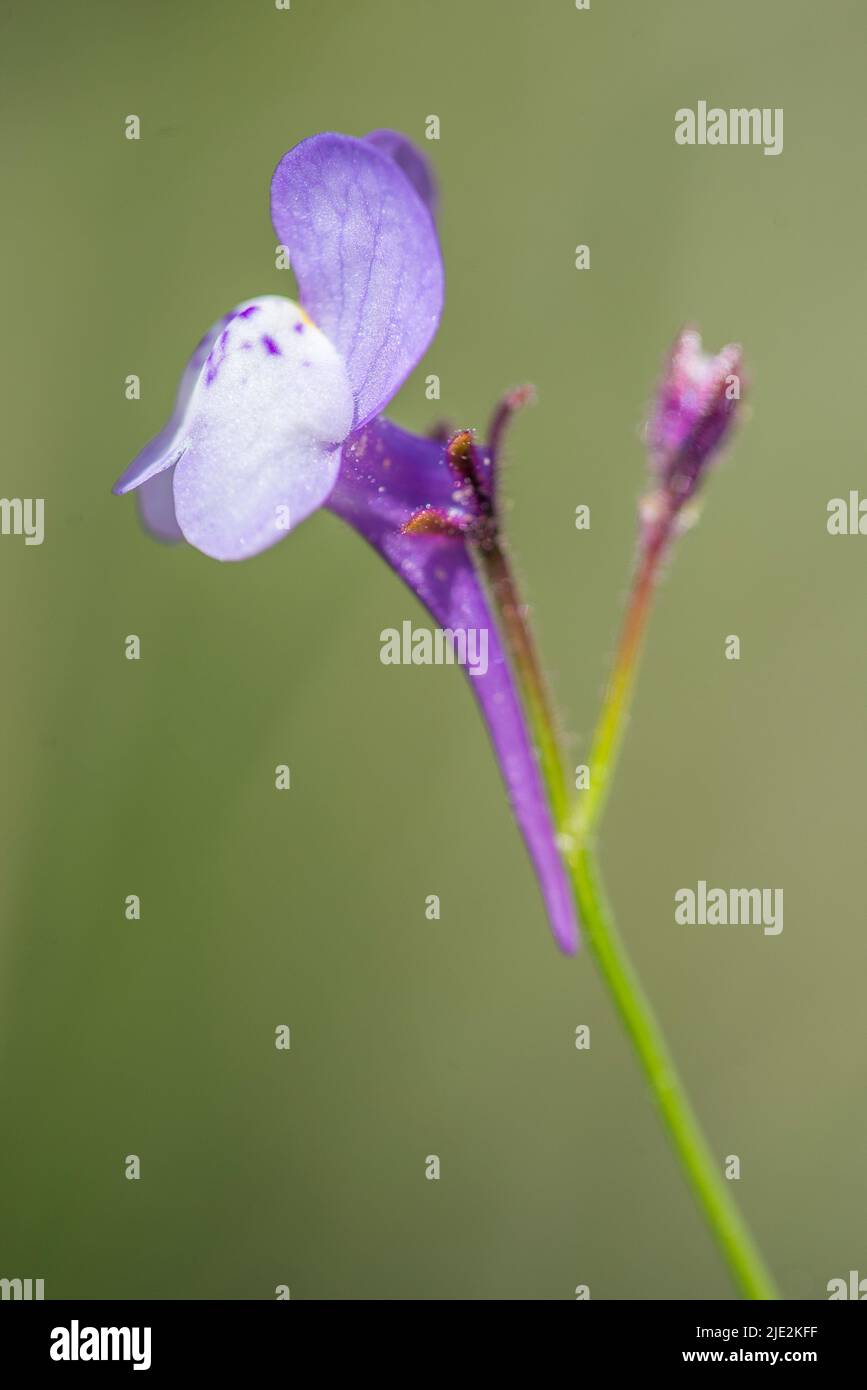 Toadflax linaria algarviana hi-res stock photography and images - Alamy