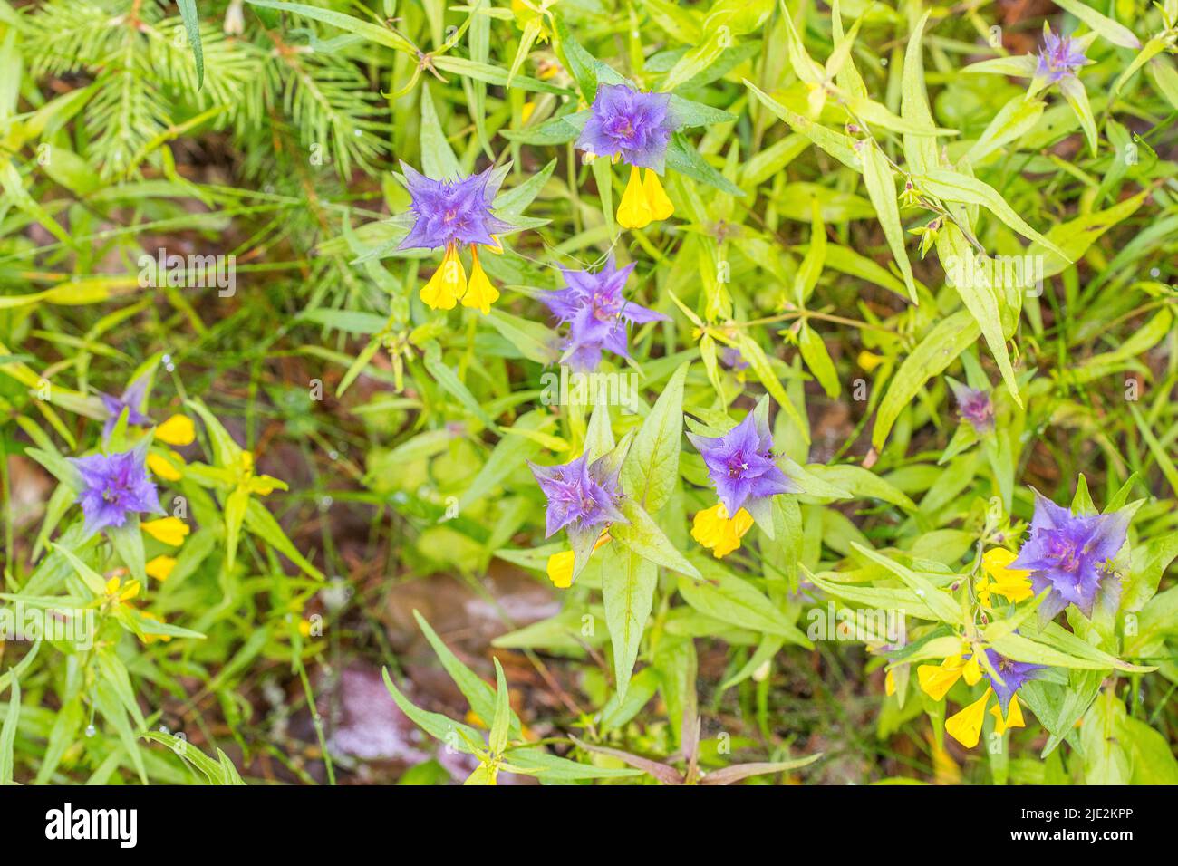 Ivan da Maria (Melampyrum nemorosum) is an herbaceous flowering plant ...