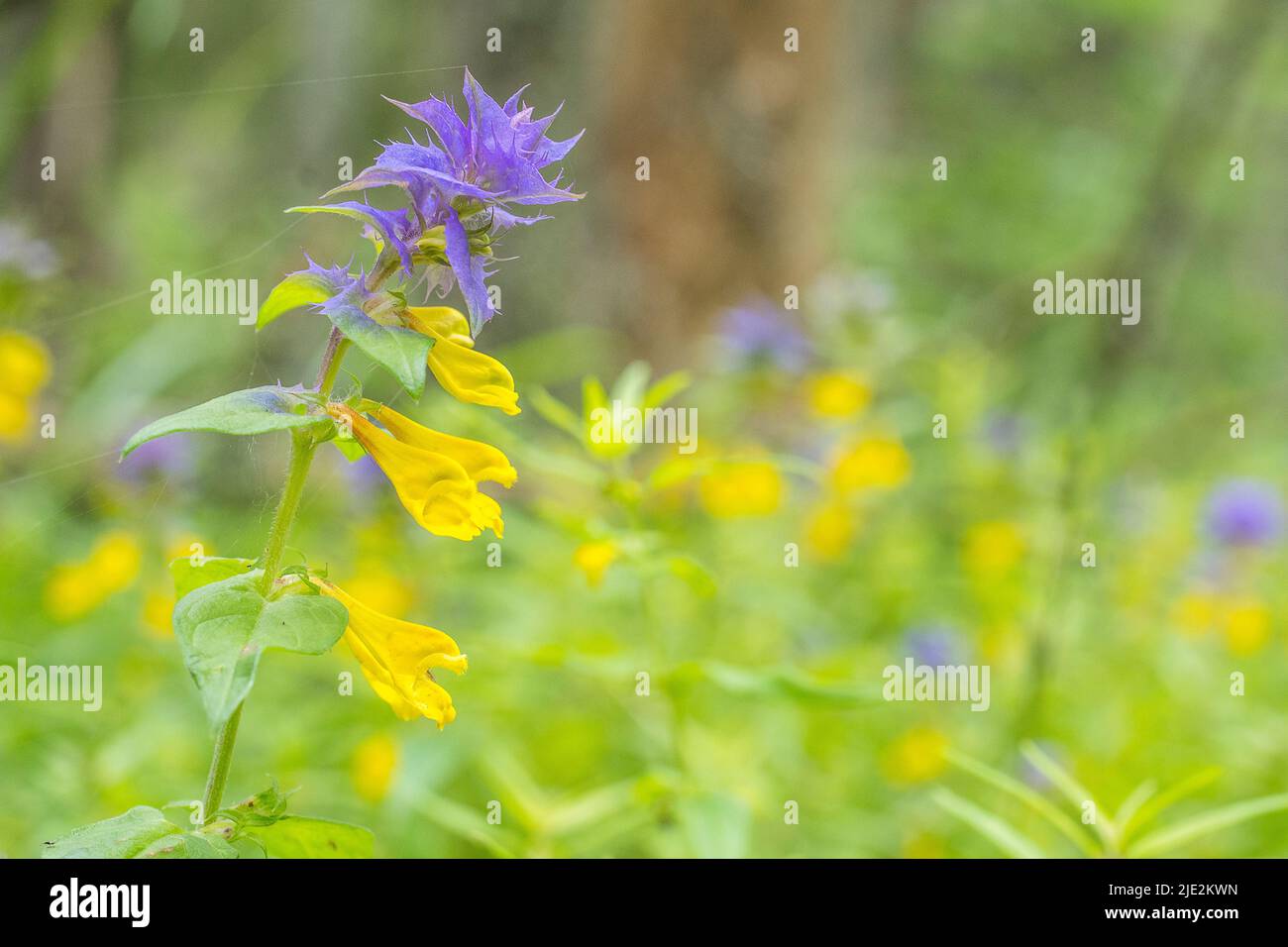 Ivan da Maria (Melampyrum nemorosum) is an herbaceous flowering plant ...