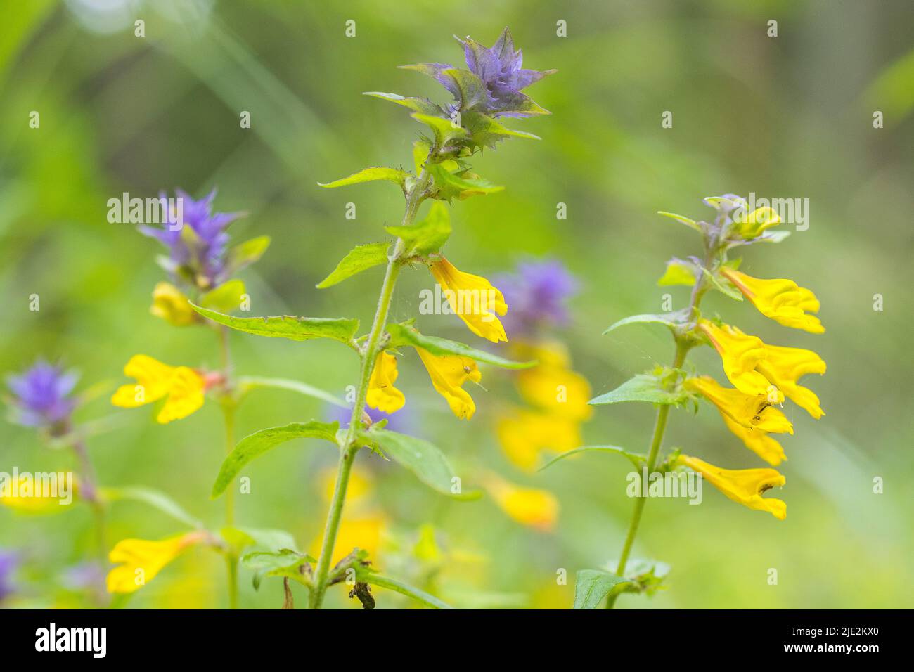 Ivan and maria hi-res stock photography and images - Alamy