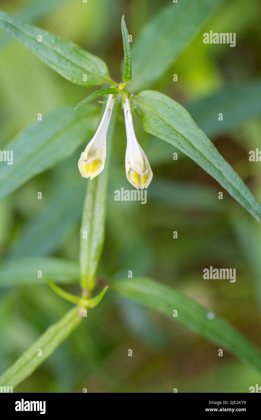 Melampyrum pratense, the common cow-wheat, is a plant species in the ...
