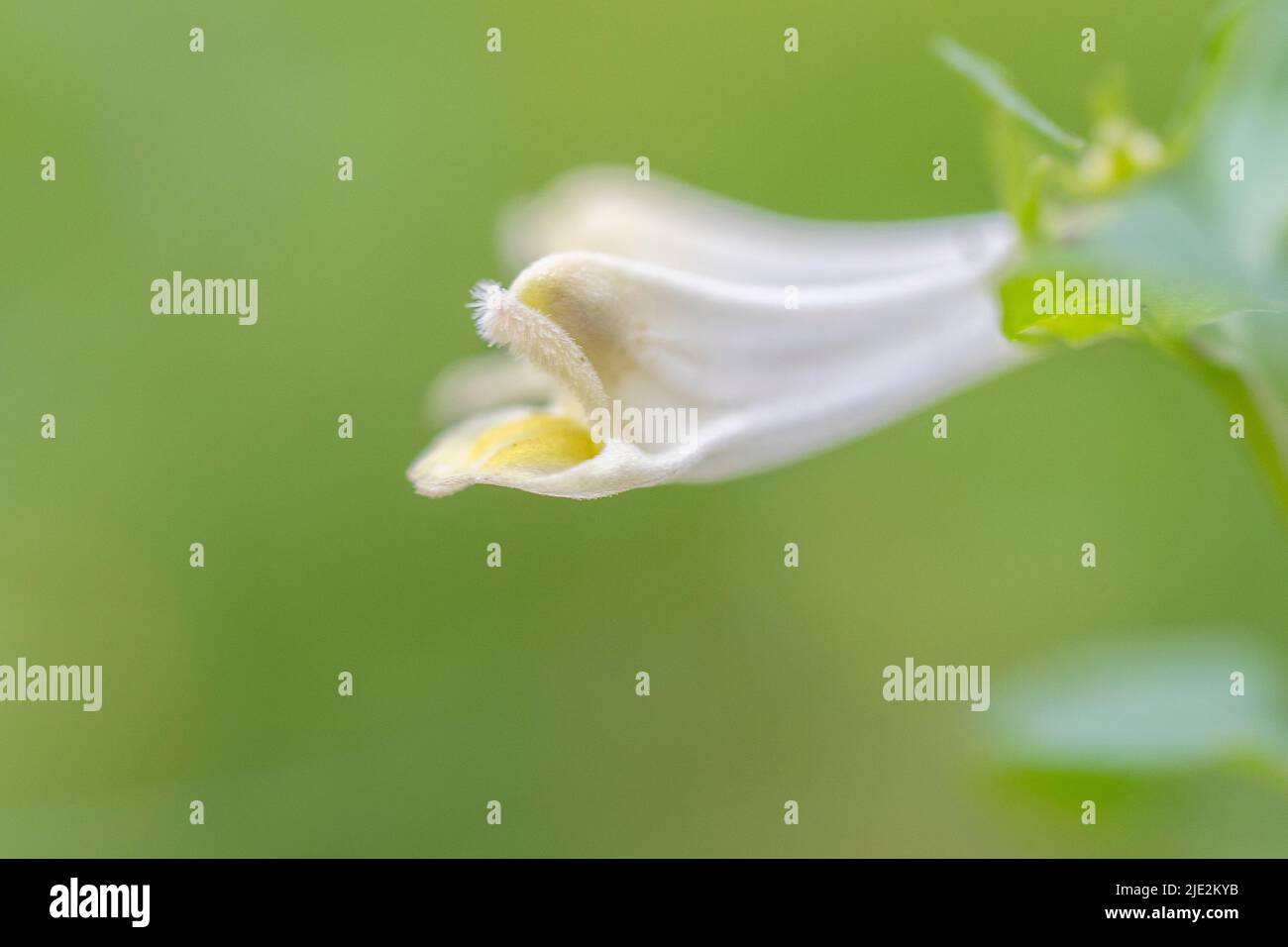 Melampyrum pratense, the common cow-wheat, is a plant species in the ...