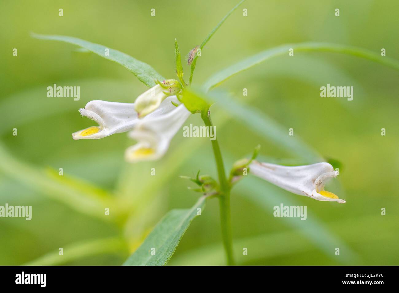 Melampyrum pratense, the common cow-wheat, is a plant species in the ...