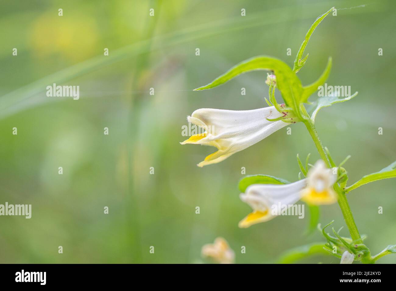 Melampyrum pratense, the common cow-wheat, is a plant species in the ...