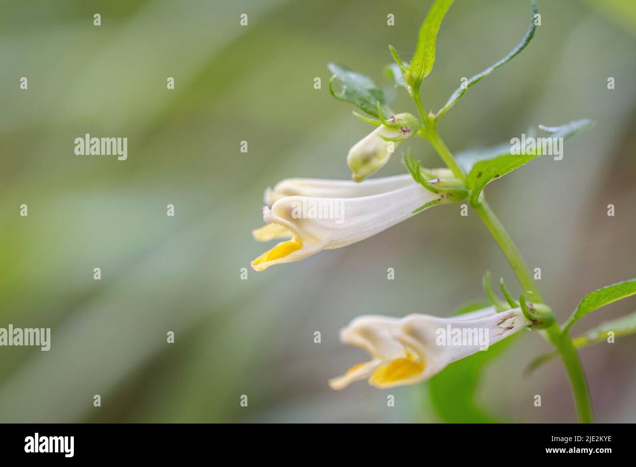 Melampyrum pratense, the common cow-wheat, is a plant species in the ...