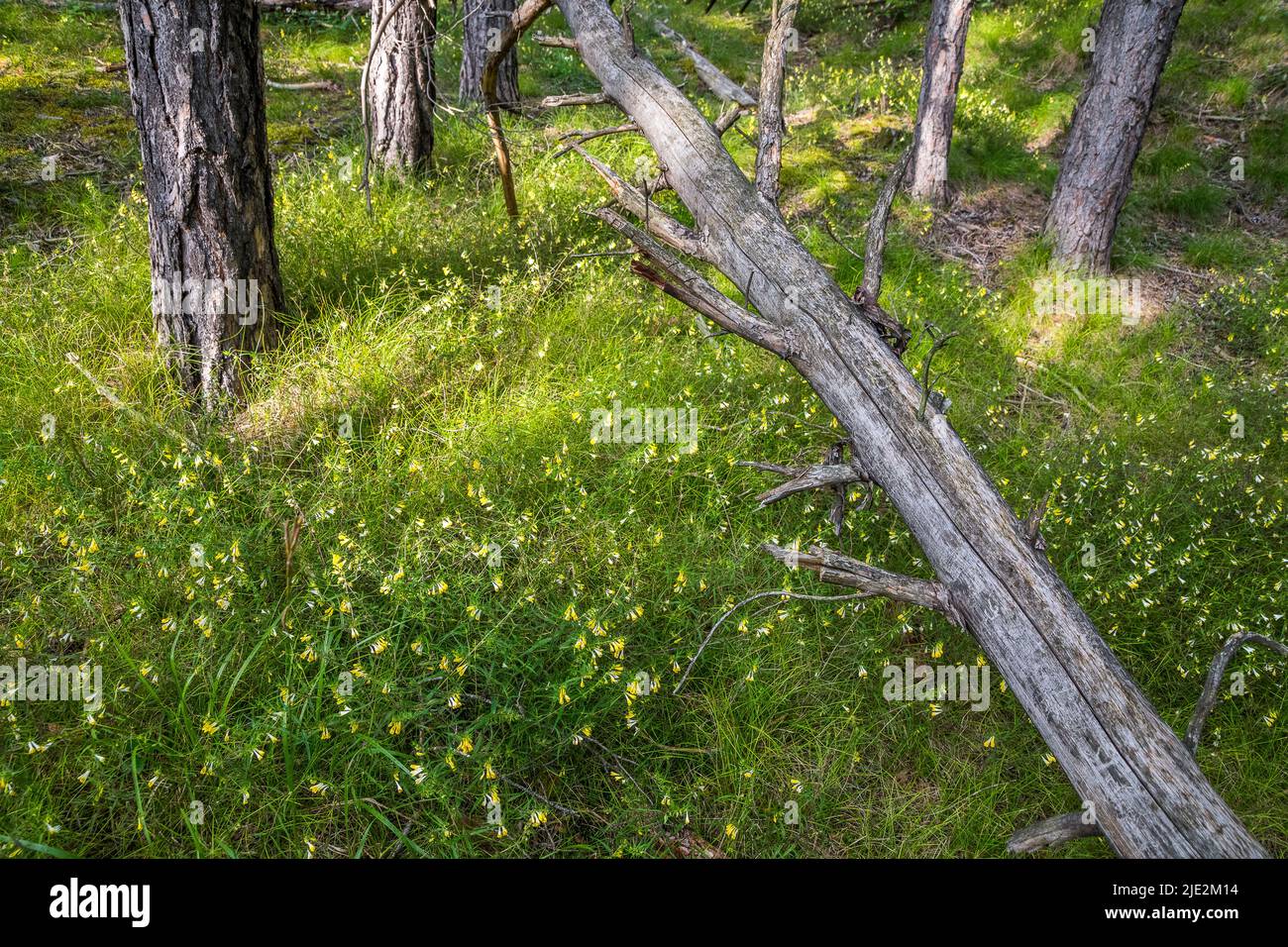 Melampyrum pratense, the common cow-wheat, is a plant species in the ...
