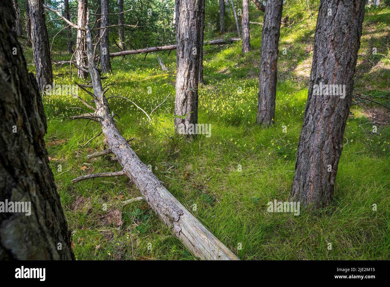 Melampyrum pratense, the common cow-wheat, is a plant species in the ...