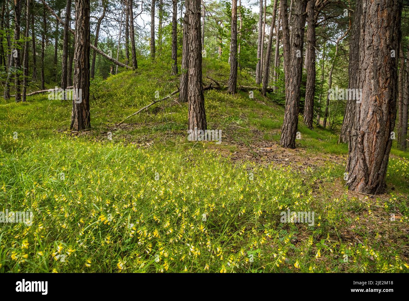 Melampyrum pratense, the common cow-wheat, is a plant species in the ...