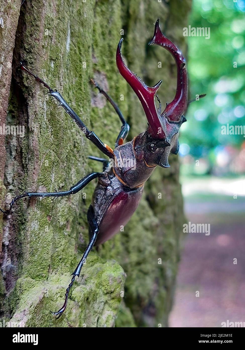 Big male stag beetle on the tree branch. Typical european insect Stock ...